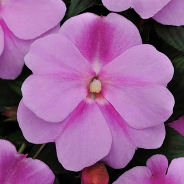New Guinea Impatiens Flower Garden Seeds - F1 Divine Series - Lavender ...