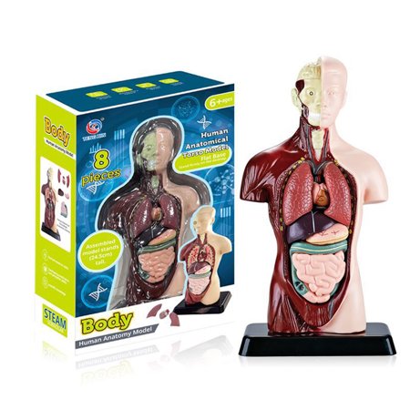 matoen New Human Torso Body Model Anatomy Anatomical Internal Organs ...