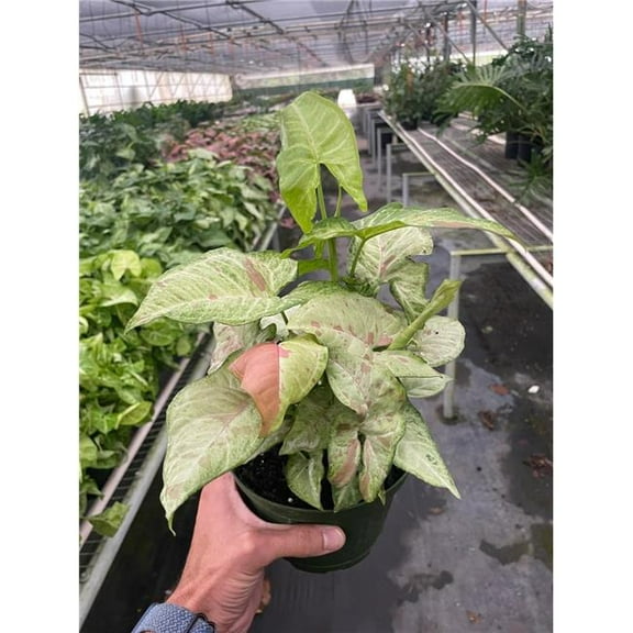 House Plant Dropship 4-FITTONIA-WHITE-NURSERY.POT 4 in. Fittonia White ...