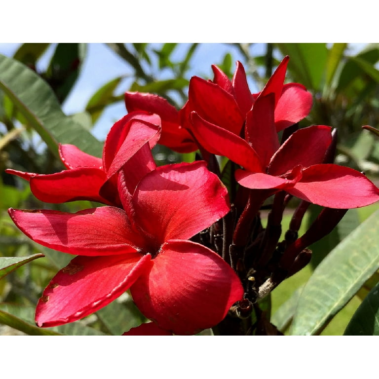 Red Plumeria