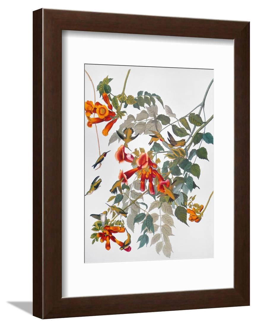 Audubon Hummingbird Framed Print Wall Art by John James Audubon Sold by ...
