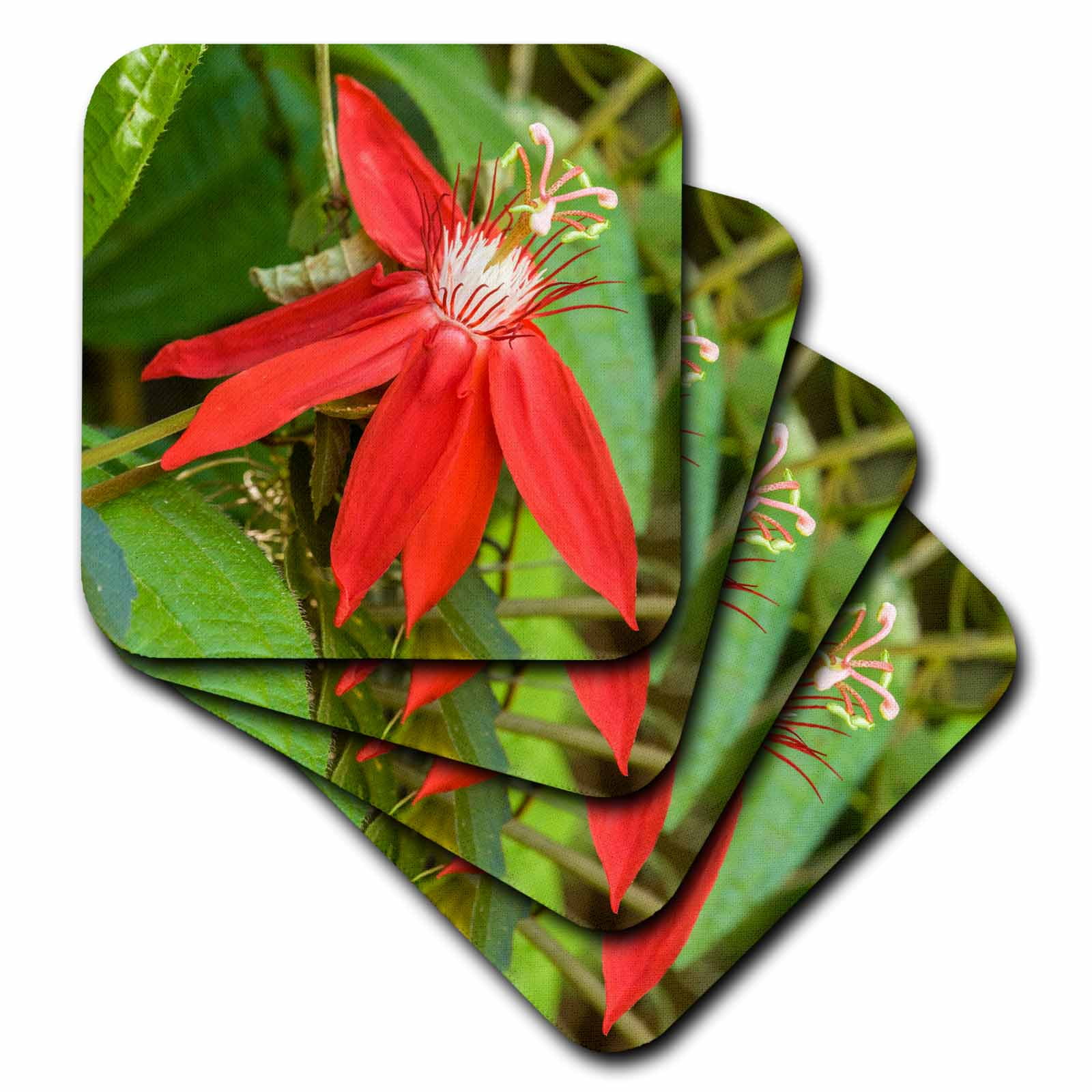 La Garita, Costa Rica. Red passion flower, Passiflora coccinea. set of ...