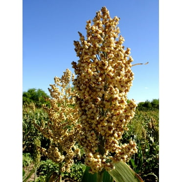 50 MENNONITE SORGHUM Sugar Cane Sorghum Bicolor Grain Vegetable Seeds ...