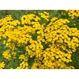 100 YELLOW TANSY Double Golden Buttons Fern Leaf Tanacetum Vulgare ...
