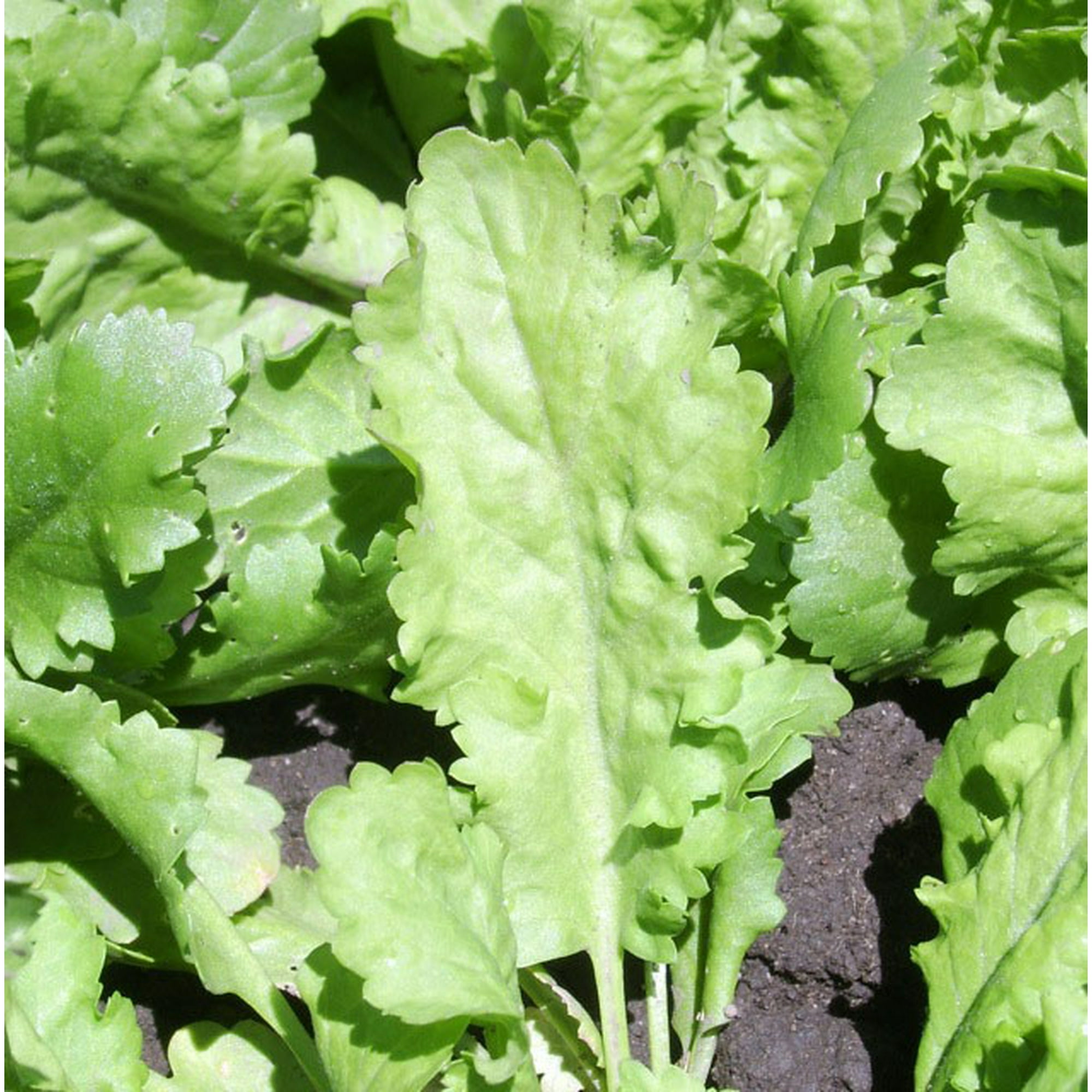 Click here for Remedy By Hakim Garden Cress Seeds For Planting La... prices