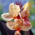 Van Zyverden Cannas Angel Martin Set of 5 Bulbs Orange Full Sun Annual ...