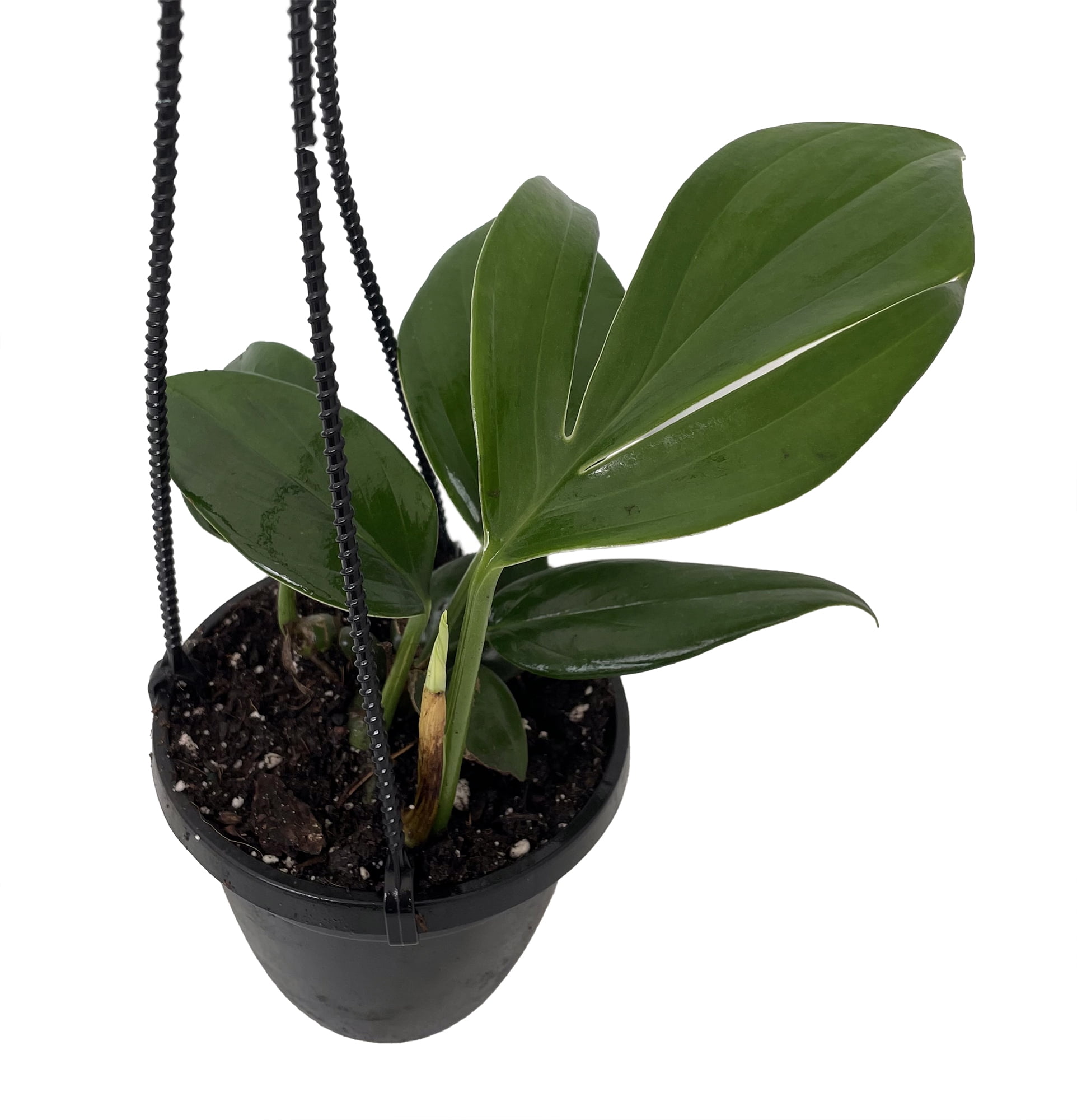 Dragon Tail Philodendron - Rhaphidorphora decursiva - 4" Hanging Basket ...