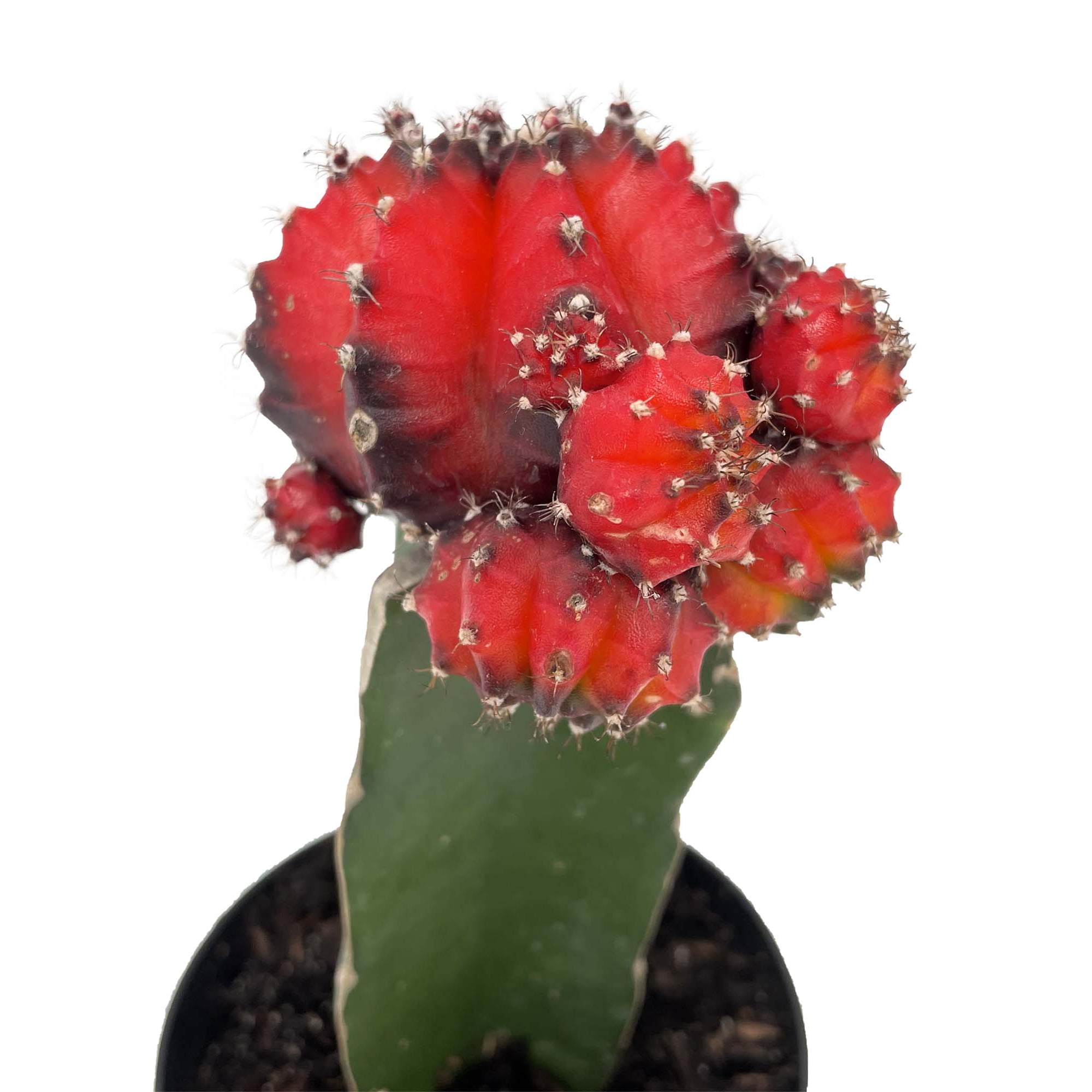 Red Cactus Plant