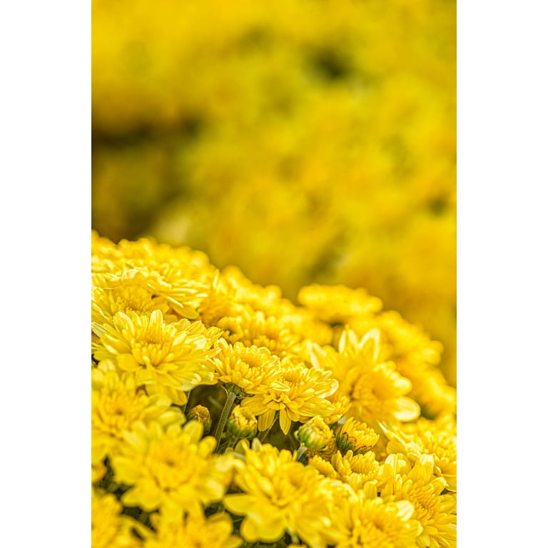 Yellow Chrysanthemum Plant