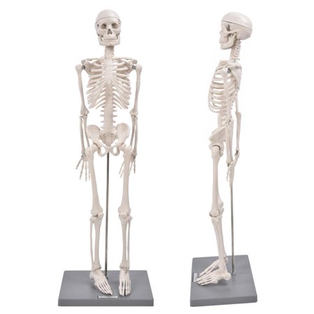 Domqga 85cm Human Skeleton Model with Stand Biological Experiment Tool ...