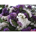 50 Pacific Mix STATICE SINUATA Mixed Colors (Sea Lavender) Limonium ...