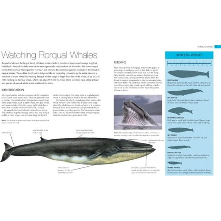Whale Species Chart