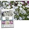 100 Statice Flower Seeds -Stunning Mixed Colors - Great for Cut Flowers ...