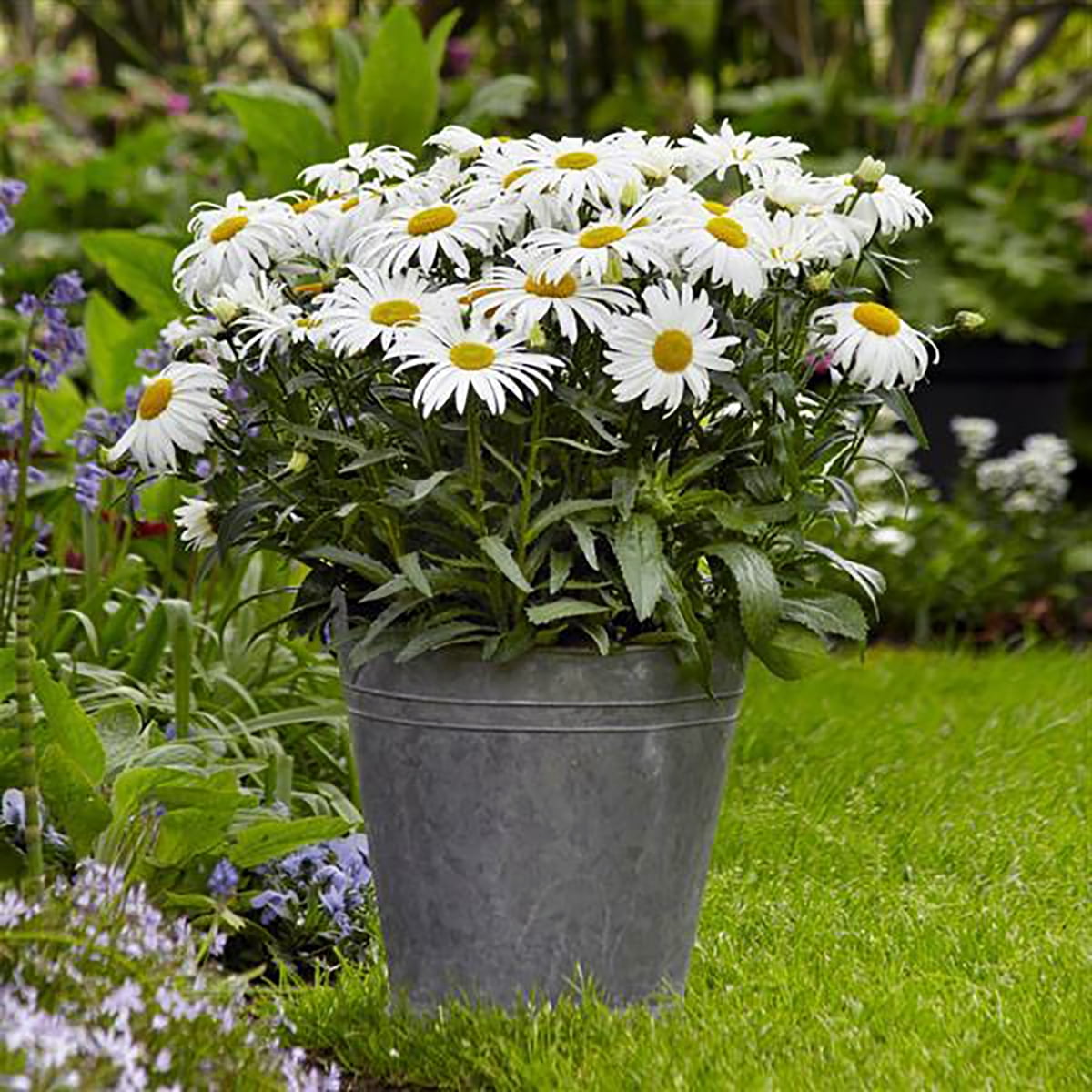 White Lion Shasta Daisy - Leucanthemum - Compact - Quart Pot - Walmart.com