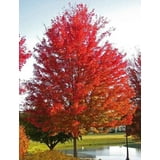 Outdoor Silver Maple Tree Seedling to Plant - Walmart.com