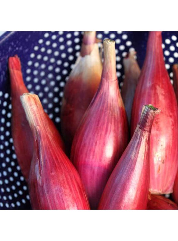 Onion Seeds in Seed Gardening - Walmart.com