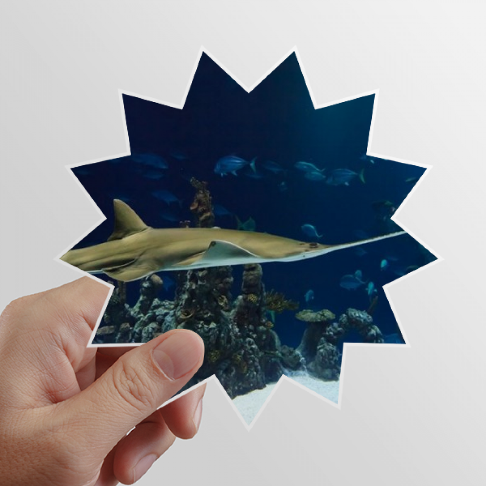 Ocean Ray Skate ciencia naturaleza foto Calcomanías solares de vinilo ...