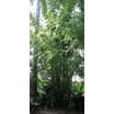 25 Lady Finger Bamboo Seeds - Walmart.com