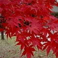 Oshio Beni Japanese Maple Live Tree – 10 Gallon - Walmart.com