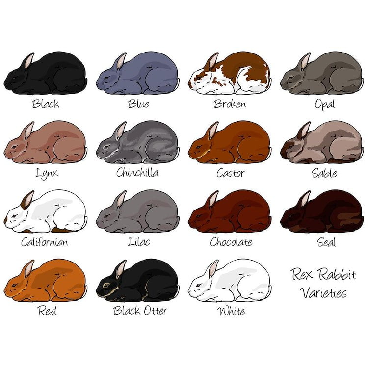Chinchilla Color Chart