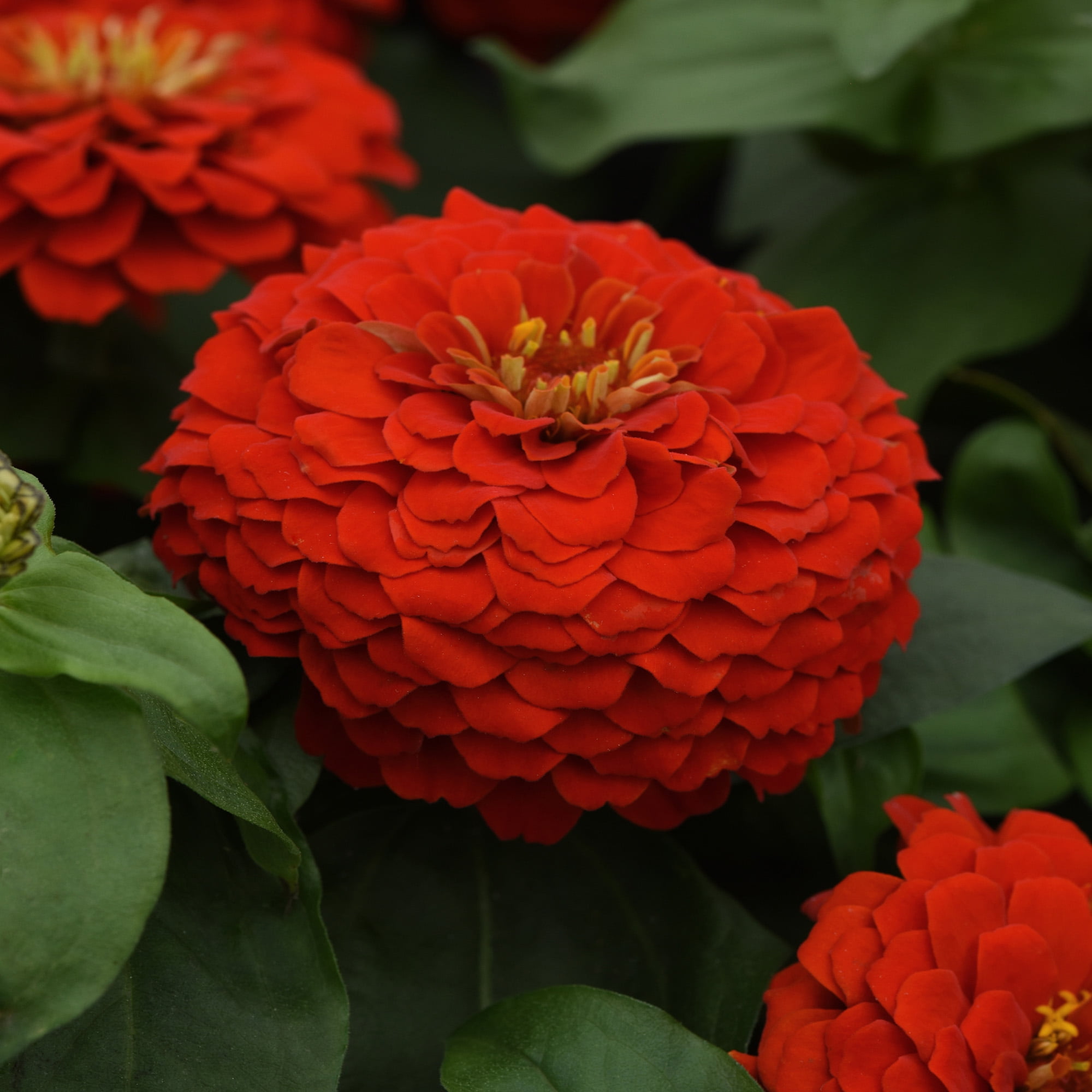Outsidepride Zinnia Elegans Lilliput Red - 2000 Seeds - Walmart.com