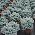 RedCrocus Globe Colorado Blue Spruce Picea pungens 'Glauca Globosa ...