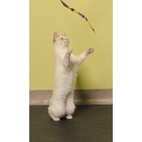 Cat Dancer Rainbow Charmer Cat Toy - Walmart.com