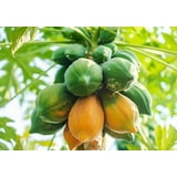 Fresh Papaya, Each, 1 Count - Walmart.com
