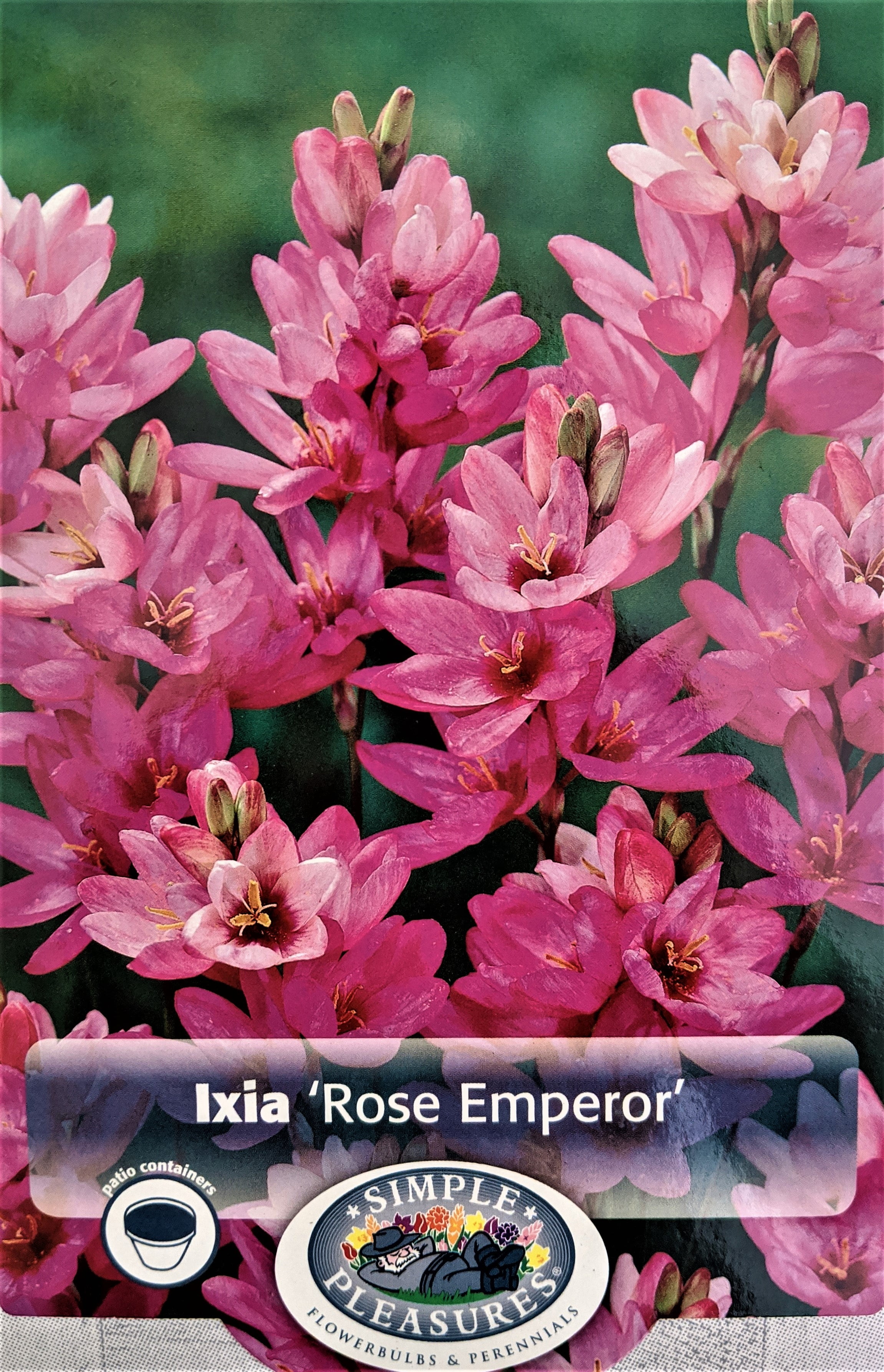Rose Emperor African Corn Lily 30 Bulbs - Ixia - 5/+ cm Bulbs - Walmart.com