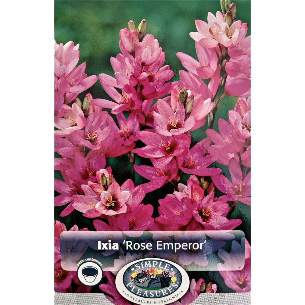 Rose Emperor African Corn Lily 30 Bulbs - Ixia - 5/+ cm Bulbs - Walmart ...