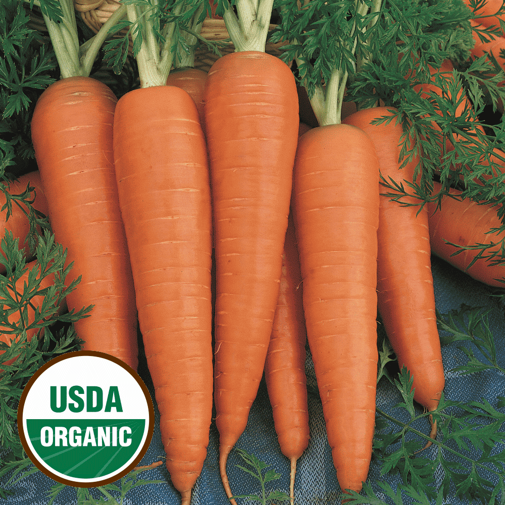 Everwilde Farms - 1 Lb Organic Danvers Carrot Seeds - Gold Vault Bulk ...