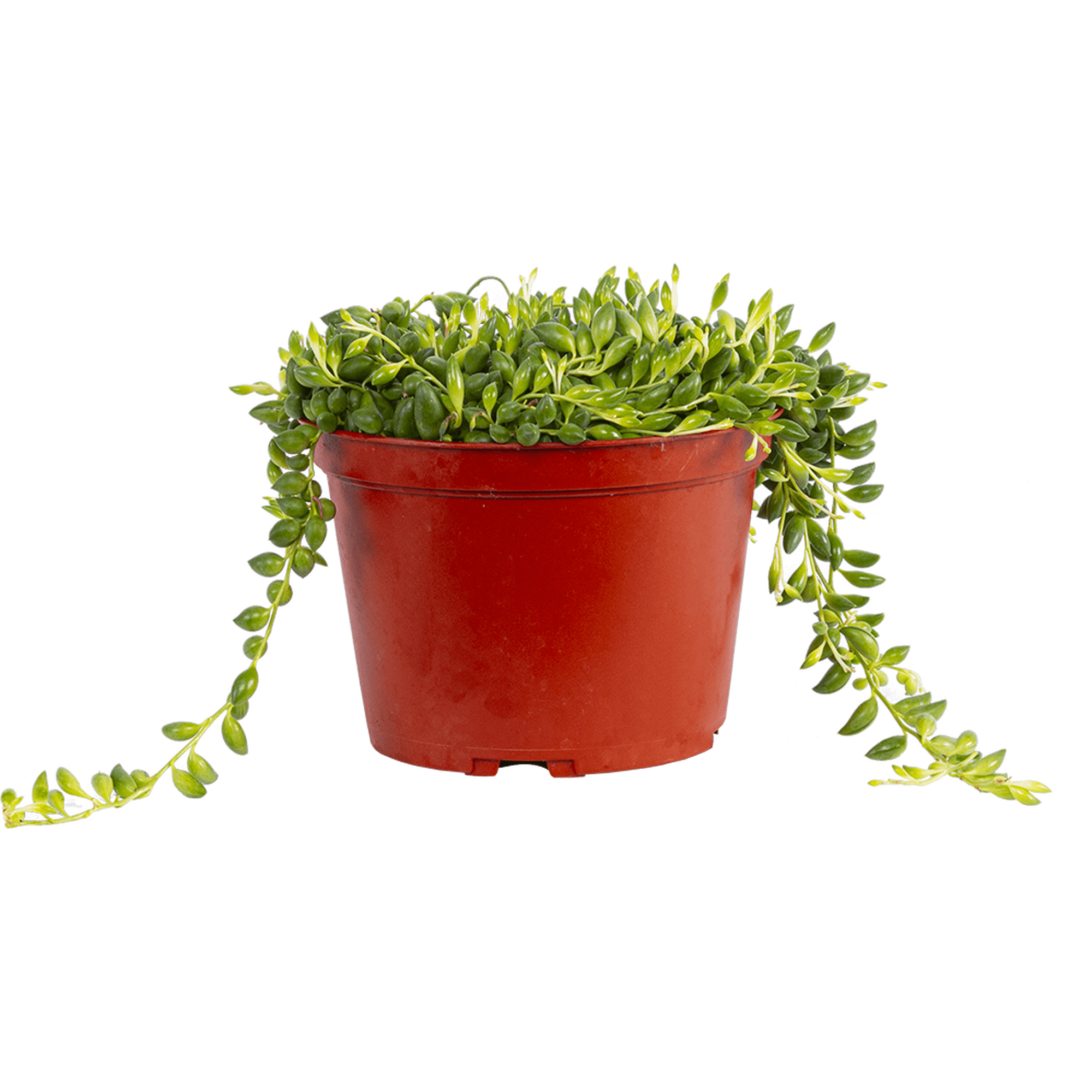 Click here for Plantsome Senecio Radicans String Of Beans (M) Liv... prices