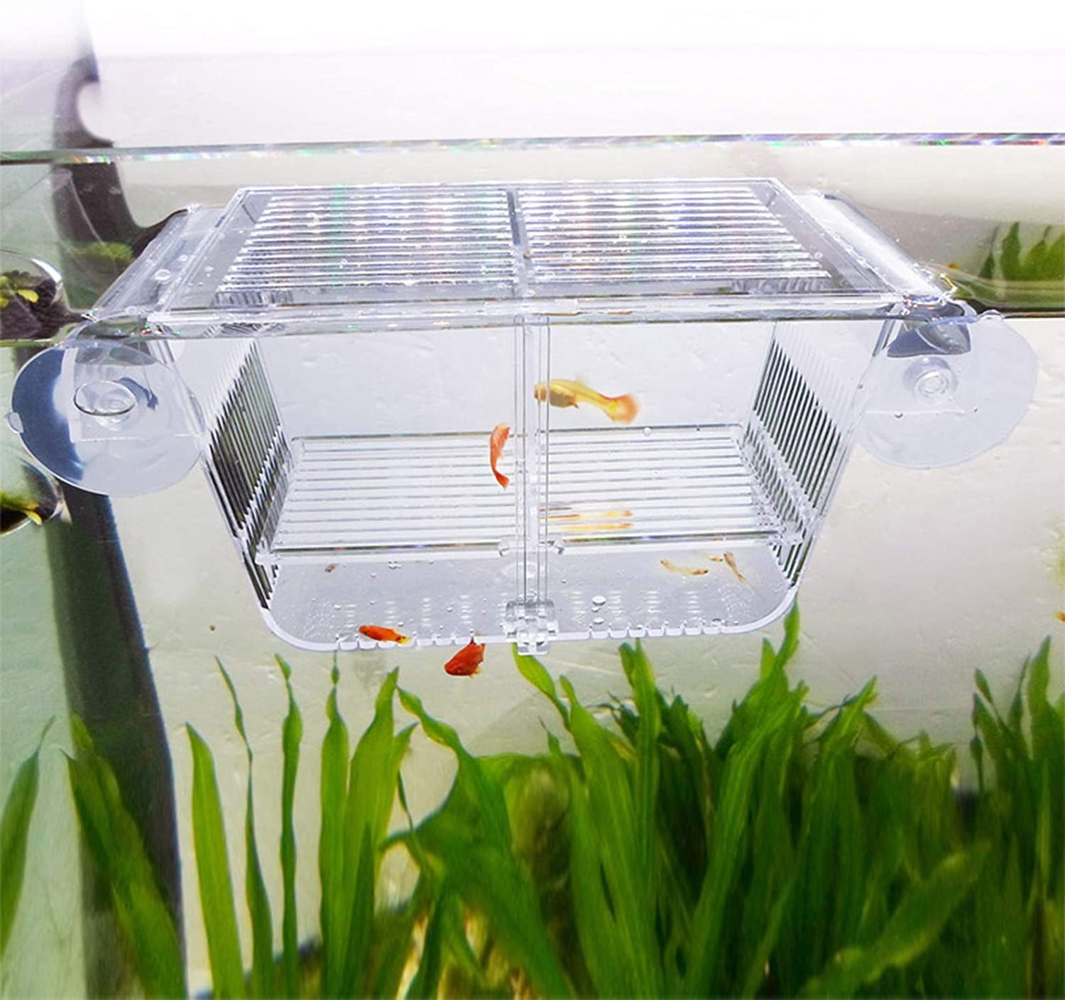 Fish Breeding Box, Acrylic Fish Isolation Box with Suction Cups ...