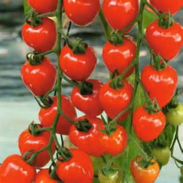 150 seeds Large Red Cherry Tomato Non GMO ez grow - Walmart.com