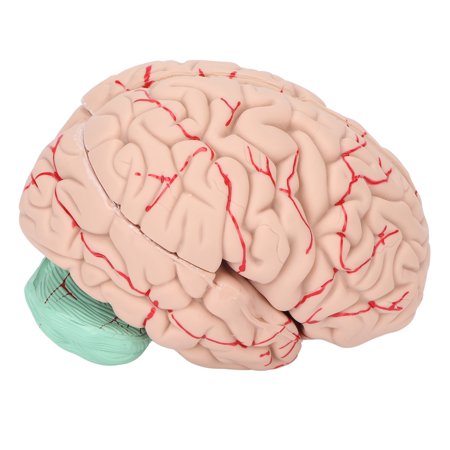 FLAMEEN Human Brain Model Professionals Doctors Teaching Brain Anatomy ...