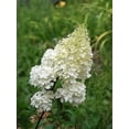 50 PEE GEE HYDRANGEA Paniculata Peegee Panicle White Pink Flower Shrub ...