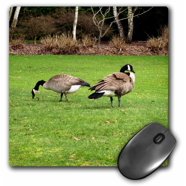 3dRose Ball Python, Mouse Pad, 8 by 8 inches - Walmart.com