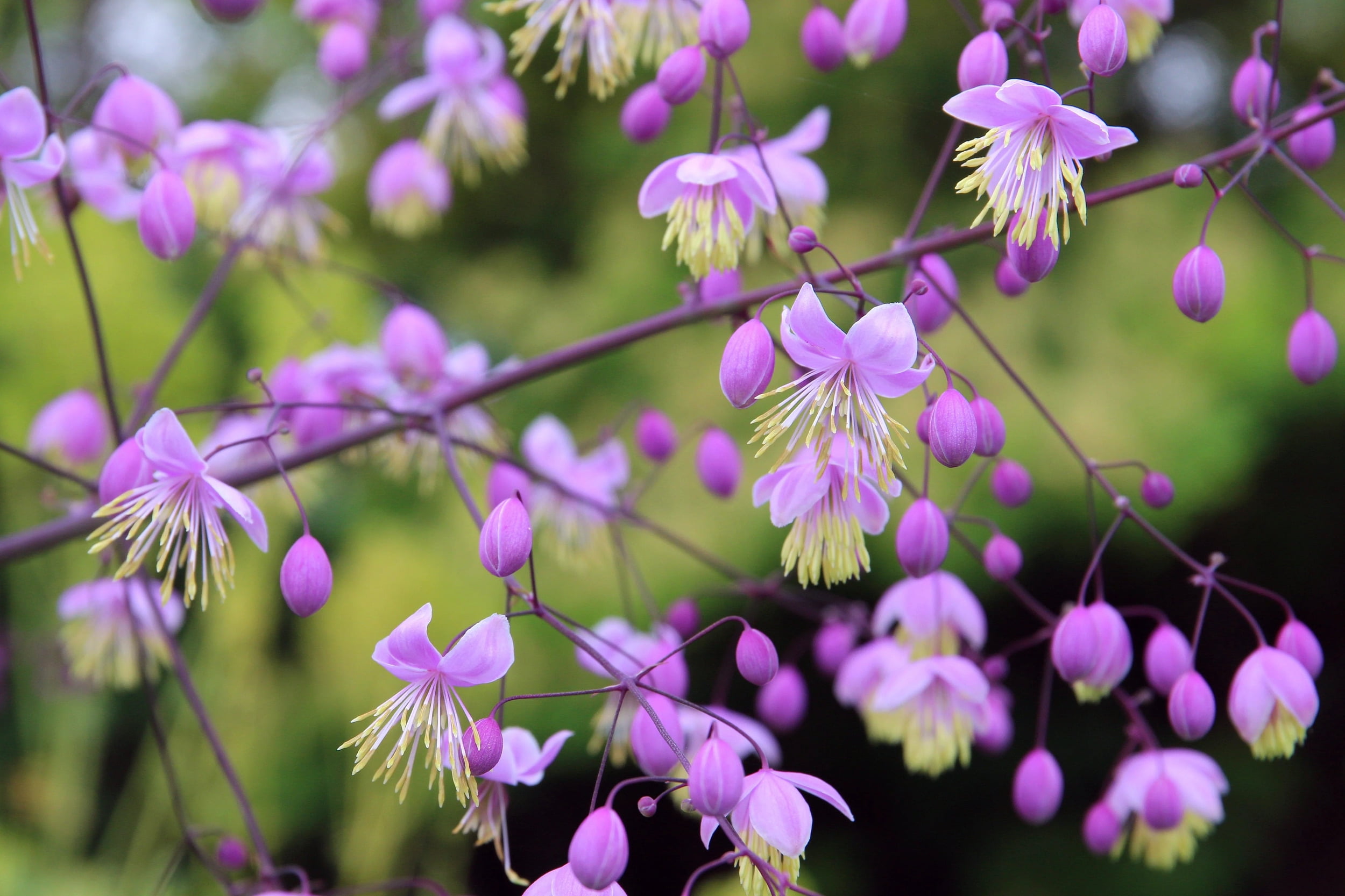 5 CHINESE MEADOW RUE Pink Yunnan Thalictrum Dipterocarpum Delavayi ...
