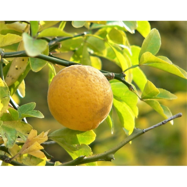 5 HARDY ORANGE TREE Trifoliate Citrus Trifoliata Poncirus Fruit White ...