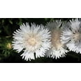 Divinity Stokes Aster Perennial - Stokesia - Snowy White Blooms ...