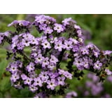 50 Blue MARINE HELIOTROPE Heliotropium Arborescens Flower Seeds ...