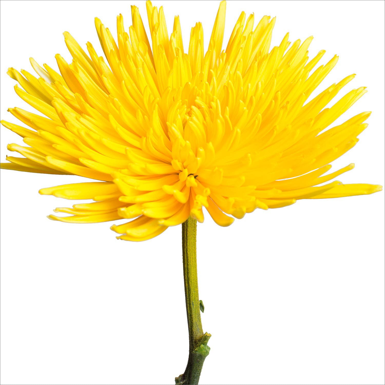 Member's Mark Painted Mums, 100 stems, Choose color - Samsclub.com