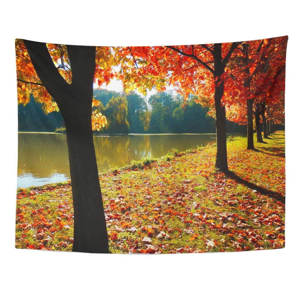 Click here for Xddja Autumn Beautiful Autumnal Color Oak Trees Al... prices