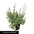 Polar Bear Euonymus Broadleaf Evergreen Ground Cover Shrub, grown in a ...