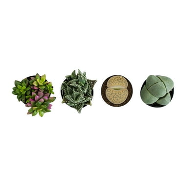 Element by Altman Plants Multicolor Succulent, Live Indoor House Plants ...