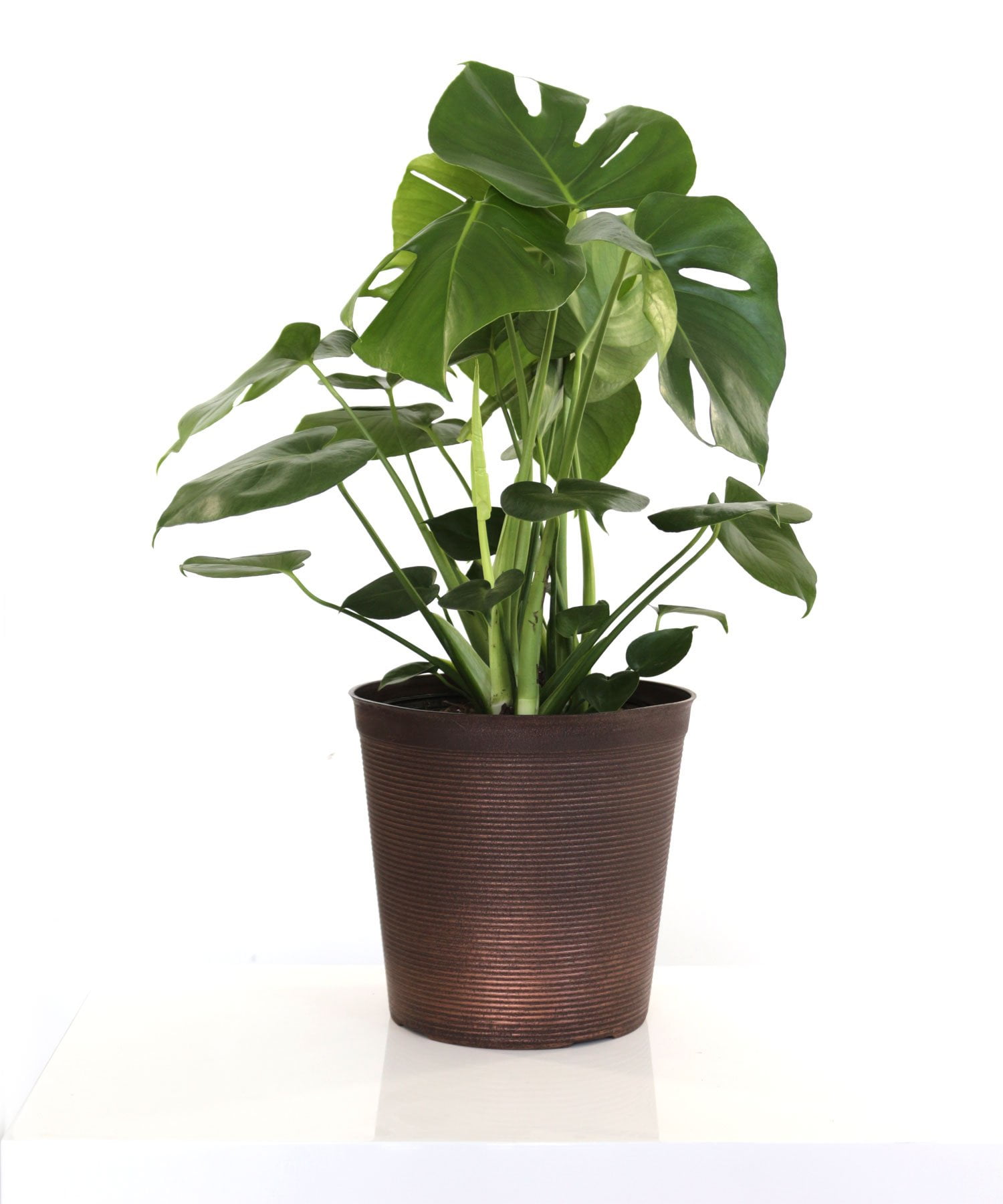 MONSTERA DELICIOSA - Walmart.com