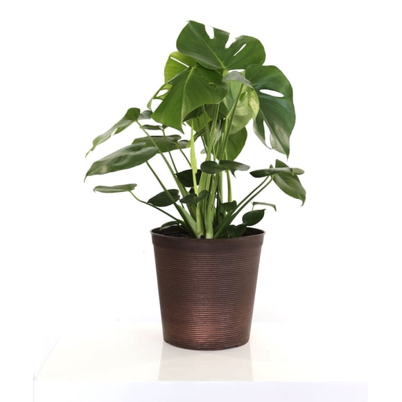 Monstera Deliciosa Plants