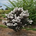 First Editions 18-24" Lunar Magic White Crape Myrtle Live Plants with 3 ...