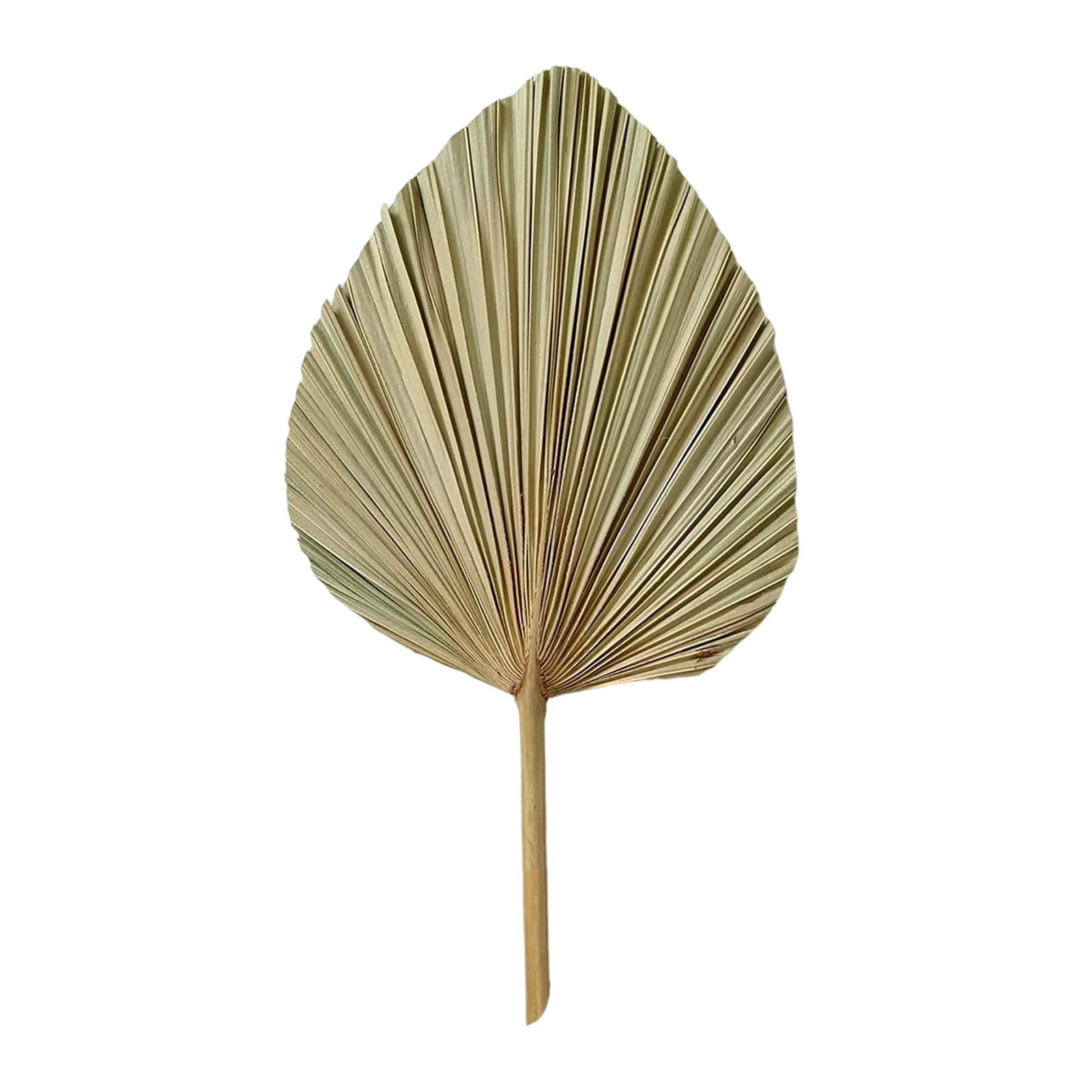 Natural Dried Palm Leaf Dried Palm Fan For Arch Arrangement Luau Party natural-dried-palm-leaf-dried-palm-fan-for-arch-arrangement-luau-party