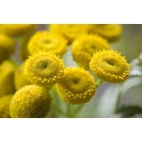 100 YELLOW TANSY Double Golden Buttons Fern Leaf Tanacetum Vulgare ...
